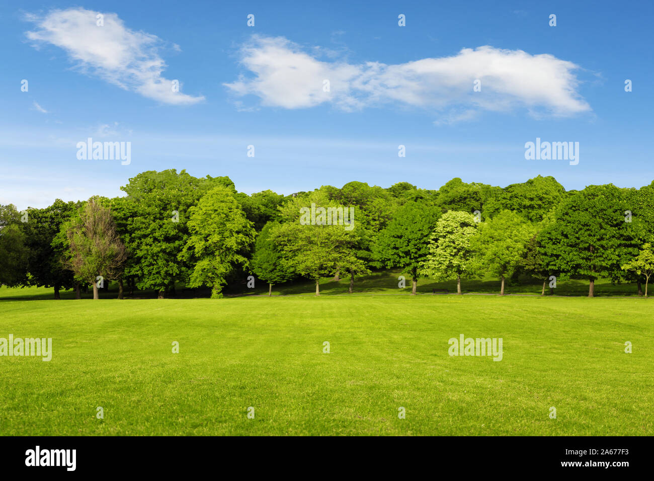 Green short-cut grass in the park, among the trees Stock Photo - Alamy