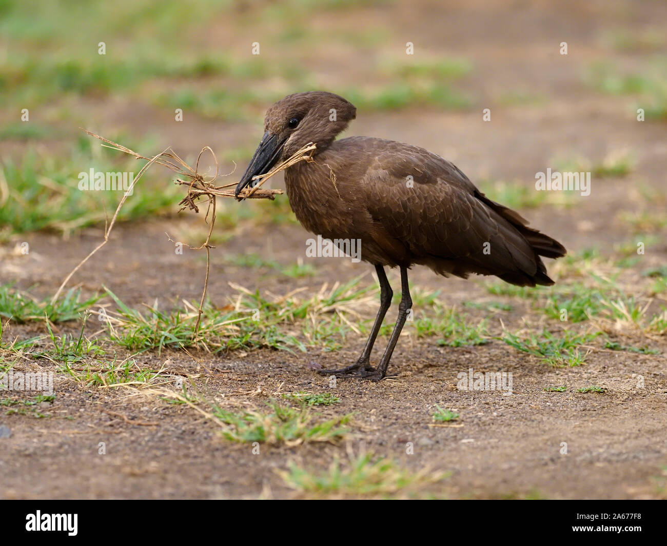 Hammerkop or Hamerkop, Scopus umbretta, Single bird on grass with nest ...