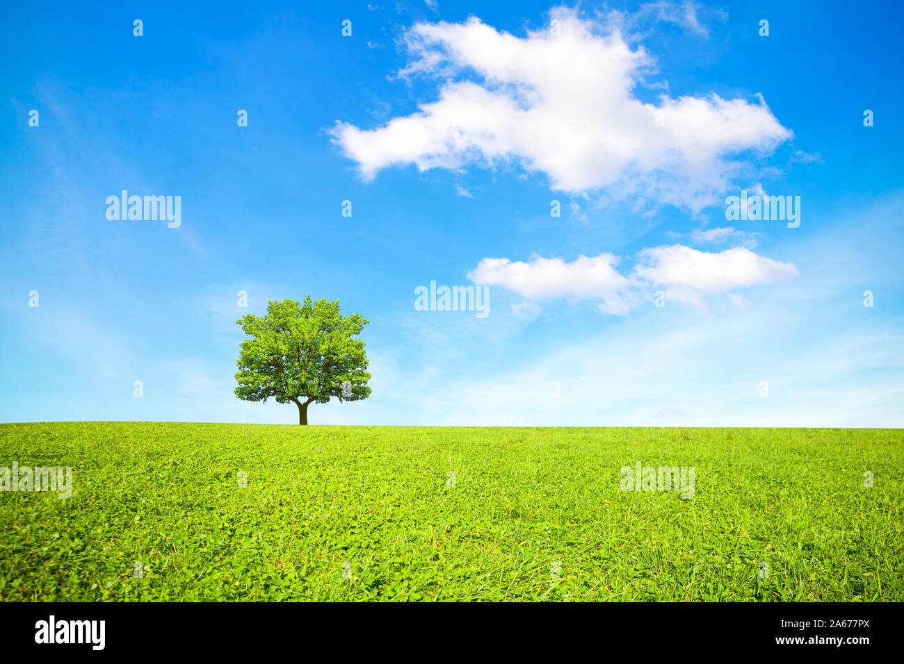 Tree, field and beautiful sky Stock Photo - Alamy