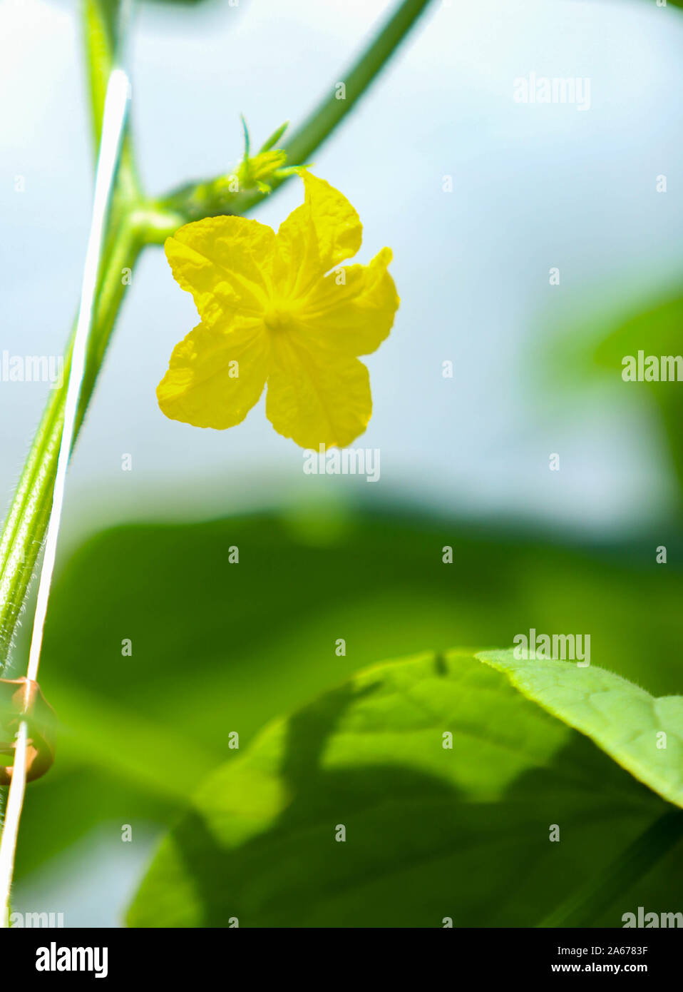 Cucumber ring hi-res stock photography and images - Alamy