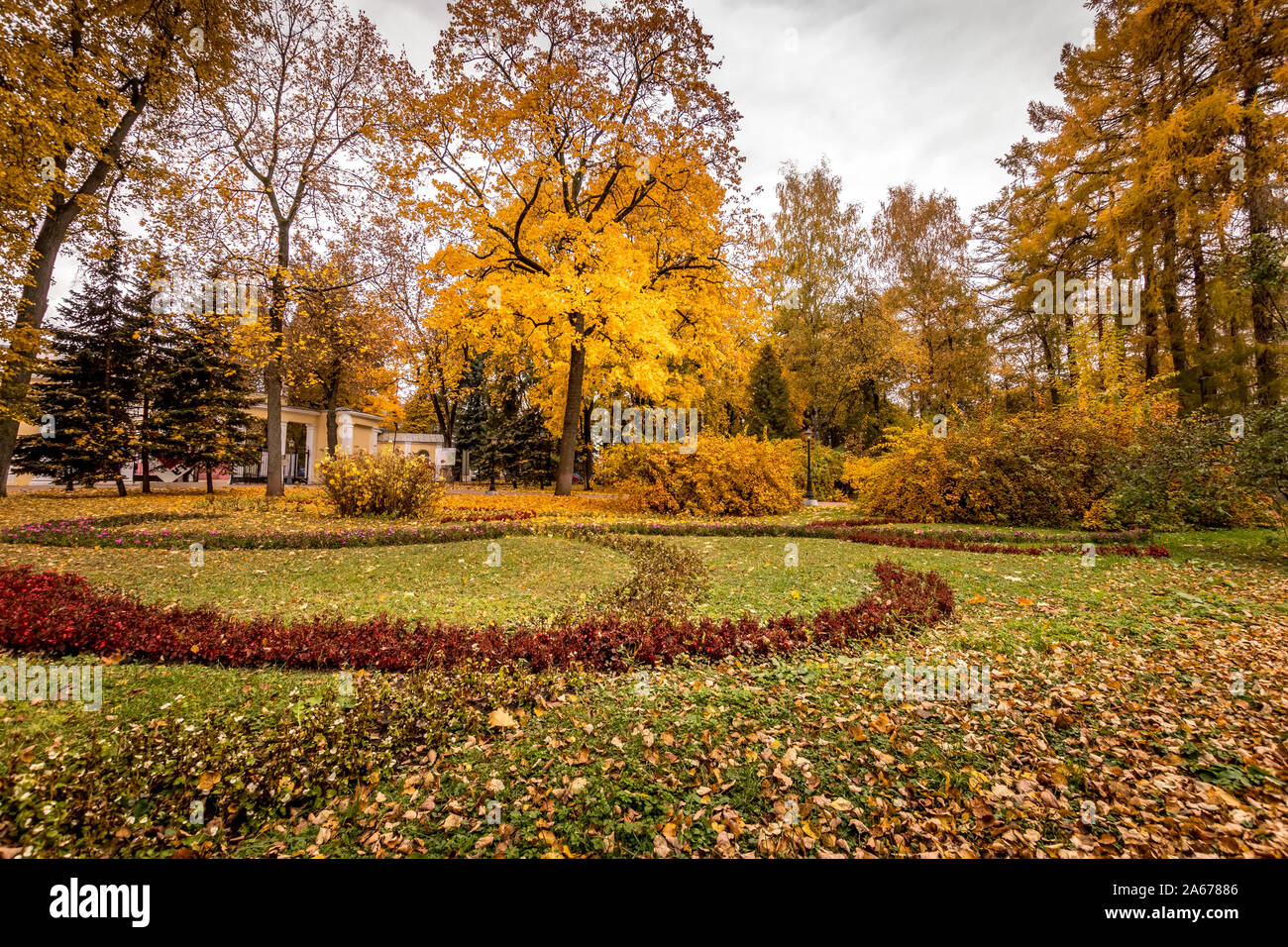 Leaf fall in the park in autumn. Landscape with maples and other trees on a cloudy day Stock ...