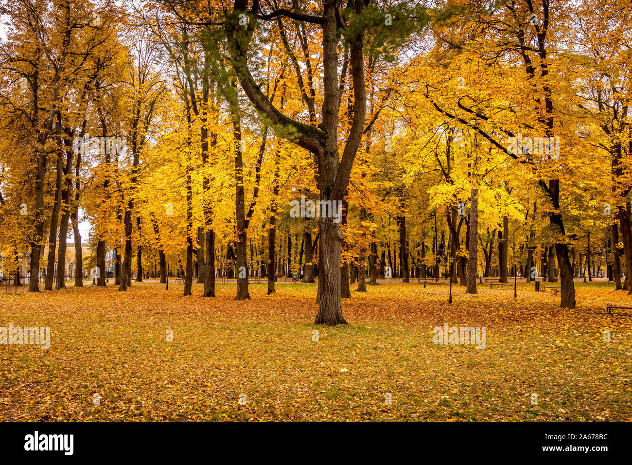 Leaf fall in the park in autumn. Landscape with maples and other trees on a cloudy day Stock ...