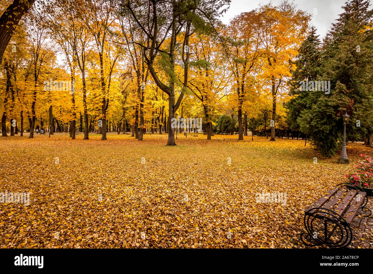 Leaf fall in the park in autumn. Landscape with maples and other trees on a cloudy day Stock ...