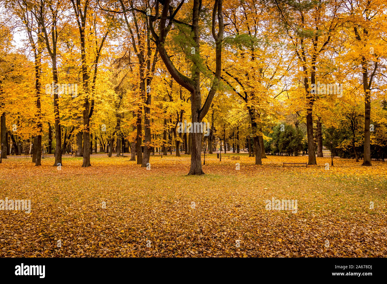 Leaf fall in the park in autumn. Landscape with maples and other trees ...