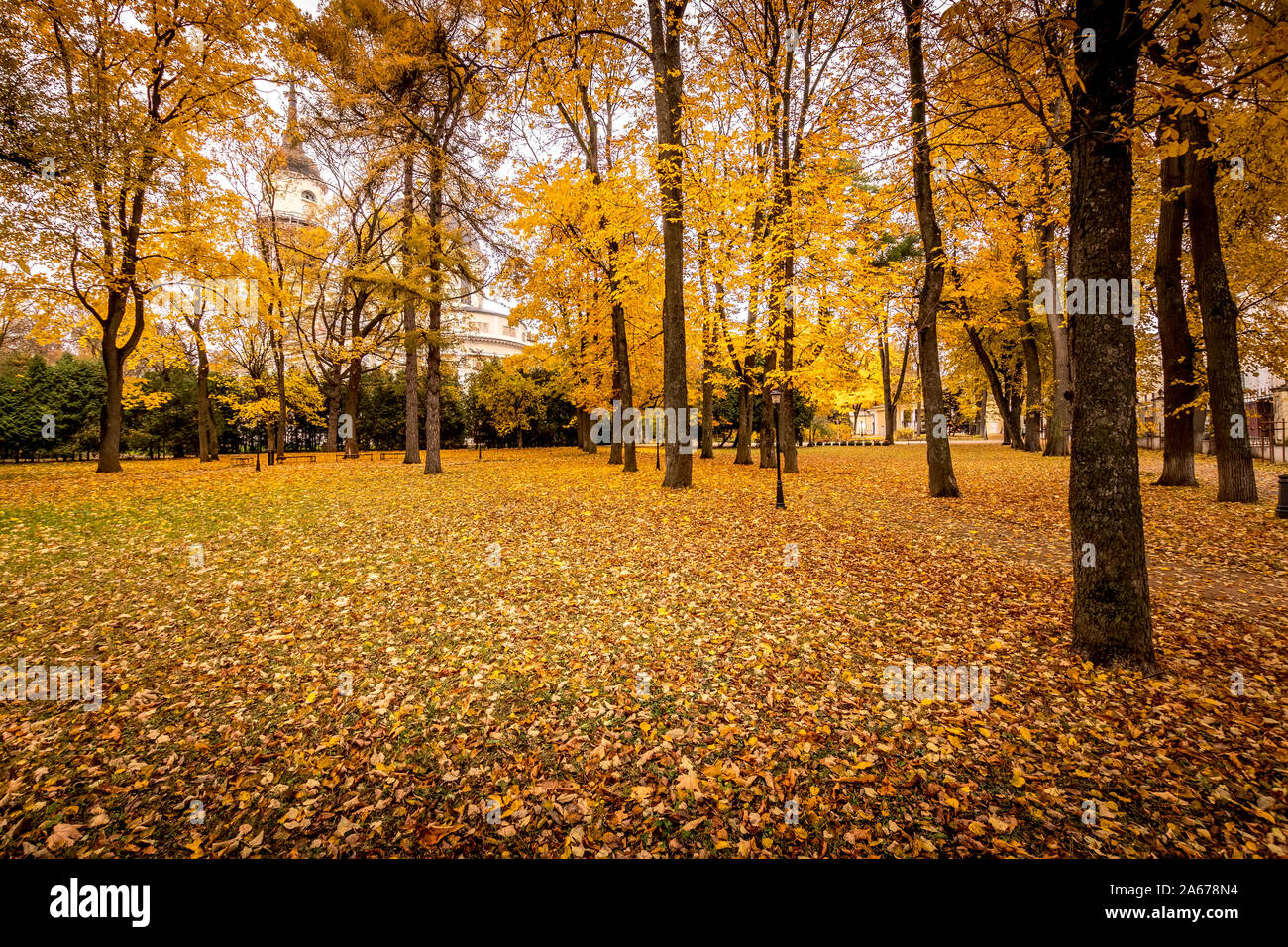 Leaf fall in the park in autumn. Landscape with maples and other trees on a cloudy day Stock ...