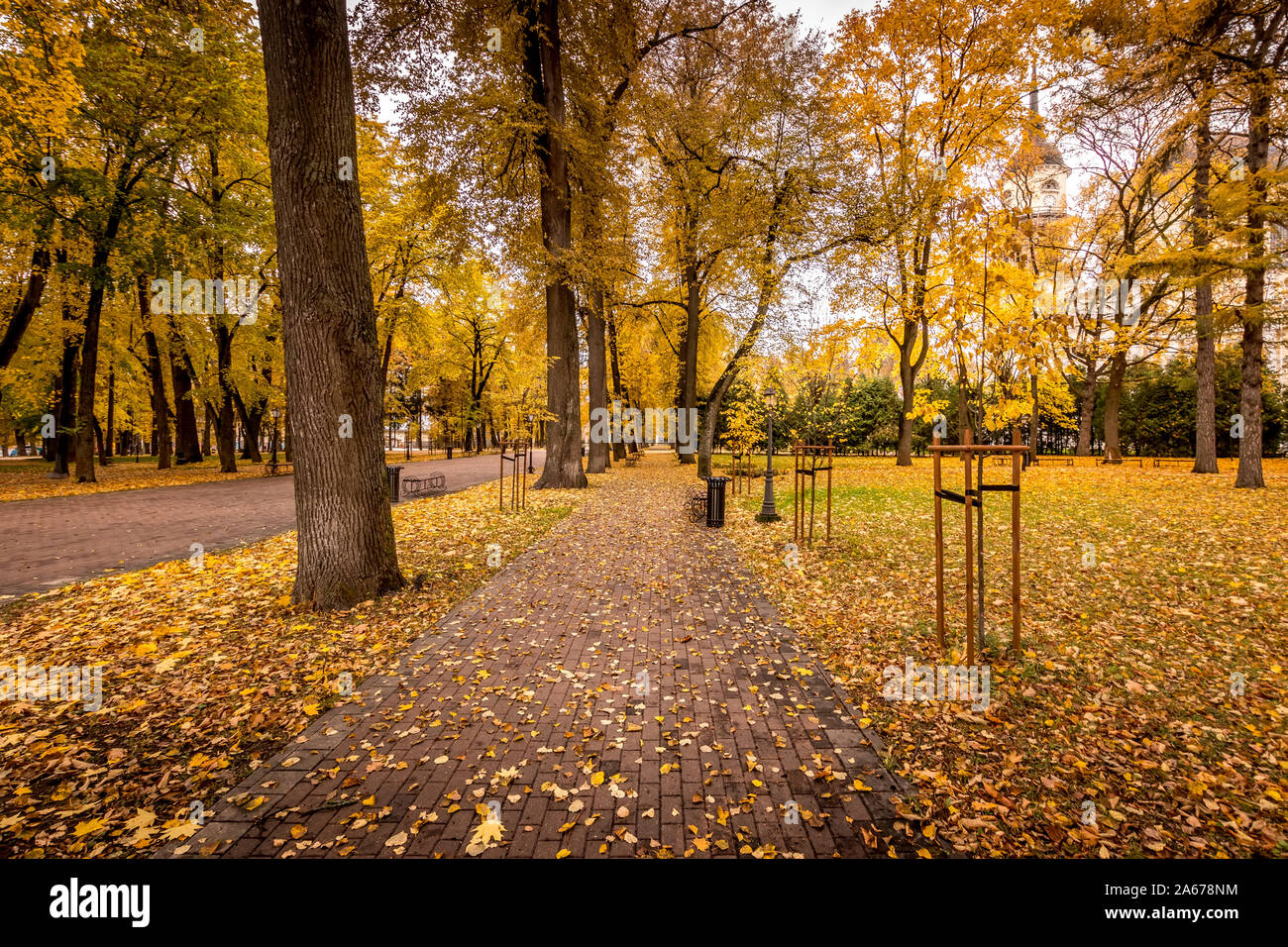 Leaf fall in the park in autumn. Landscape with maples and other trees on a cloudy day Stock ...