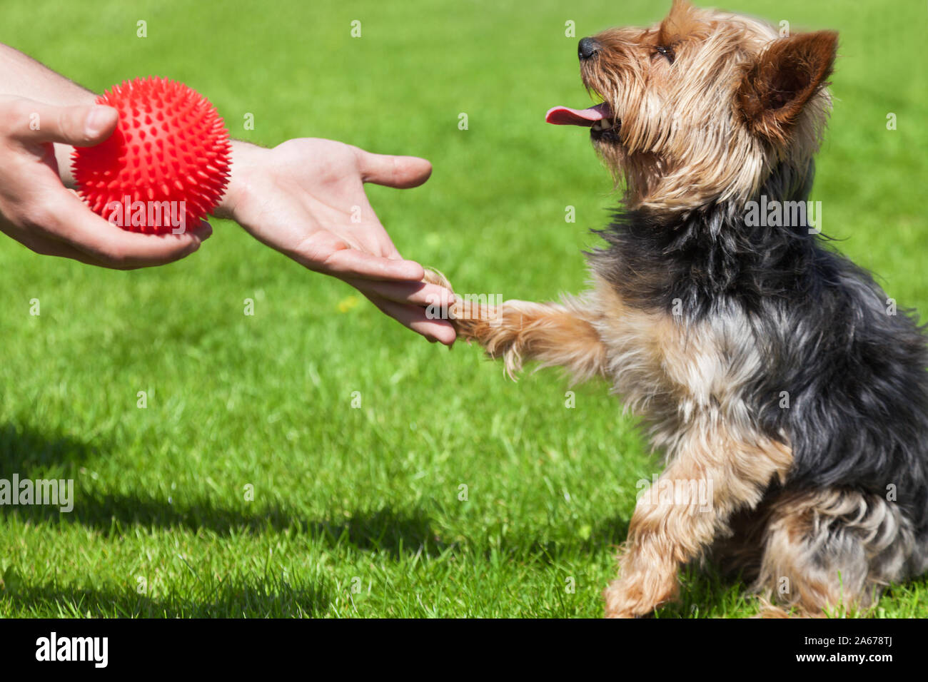 The ball in the hands. A trained dog asking for a ball by giving a paw ...