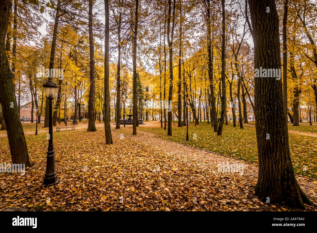 Leaf fall in the park in autumn. Landscape with maples and other trees on a cloudy day Stock ...