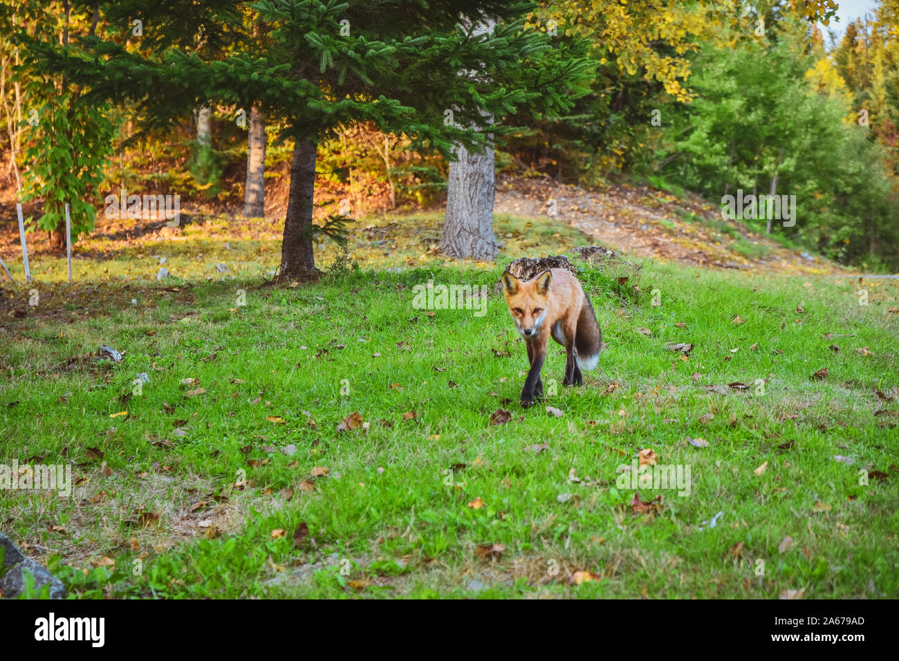 On the sly red fox (Vulpes vulpes) in La Mauricie National Park, Canada ...