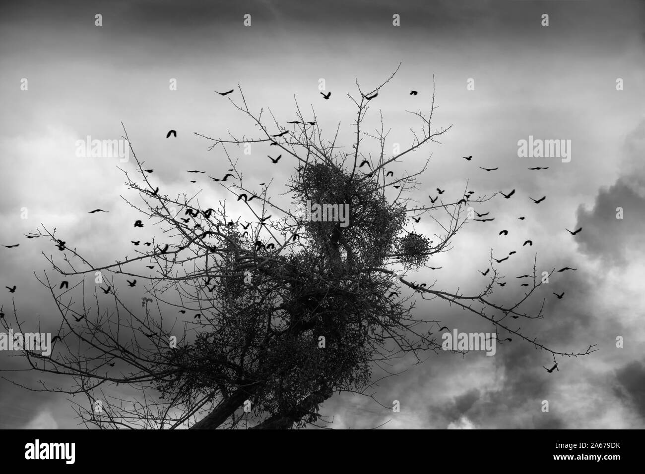Tree leaf hanging on Black and White Stock Photos & Images - Alamy