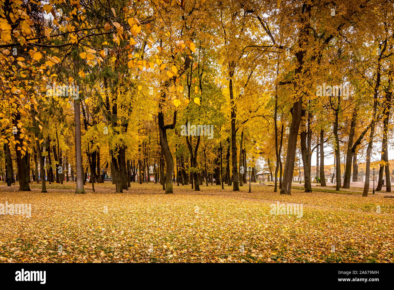 Leaf fall in the park in autumn. Landscape with maples and other trees on a cloudy day Stock ...