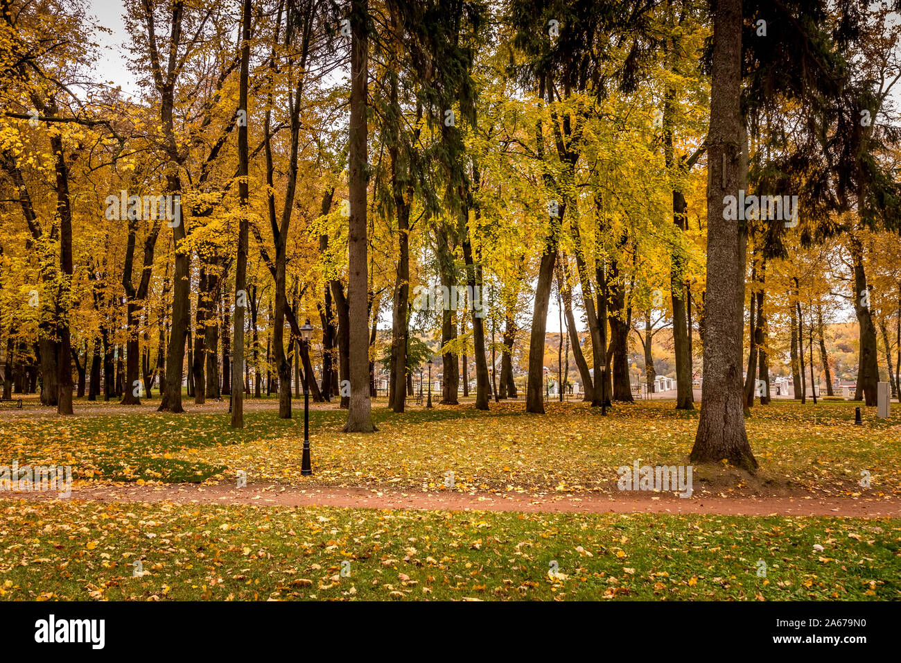 Leaf fall in the park in autumn. Landscape with maples and other trees on a cloudy day Stock ...