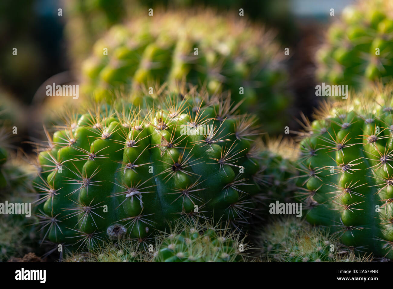 Cluster of green round Cactus with light shining from the side Stock ...