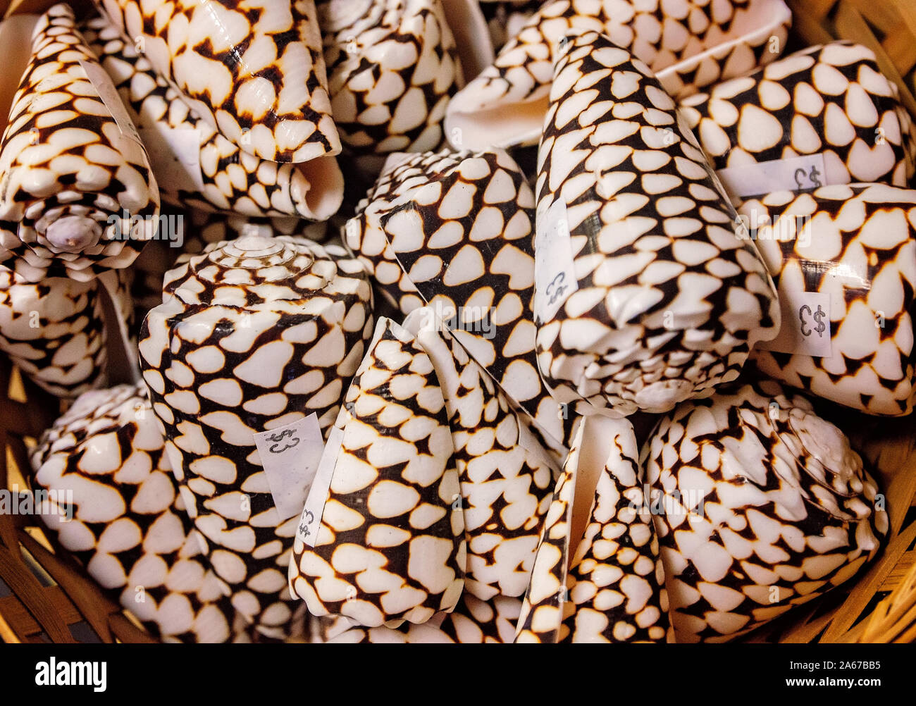 Marbled white coast hi-res stock photography and images - Alamy