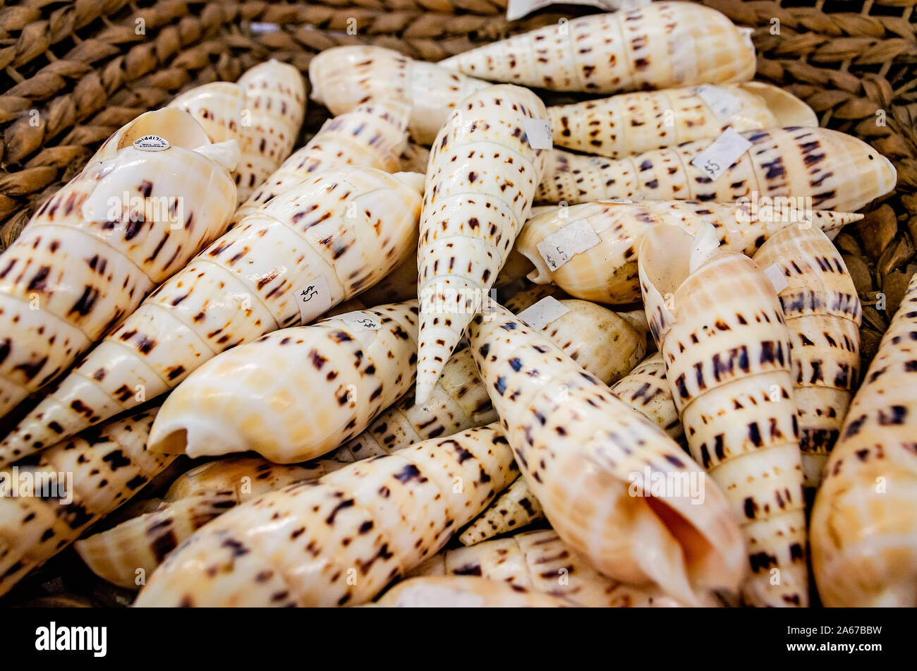 Auger shells hi-res stock photography and images - Alamy