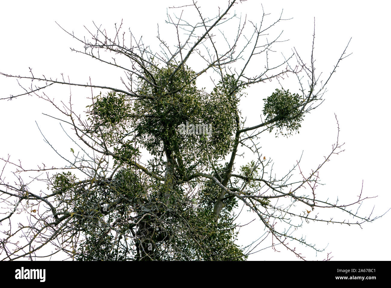 Mistletoe growing tree trees hi-res stock photography and images - Alamy