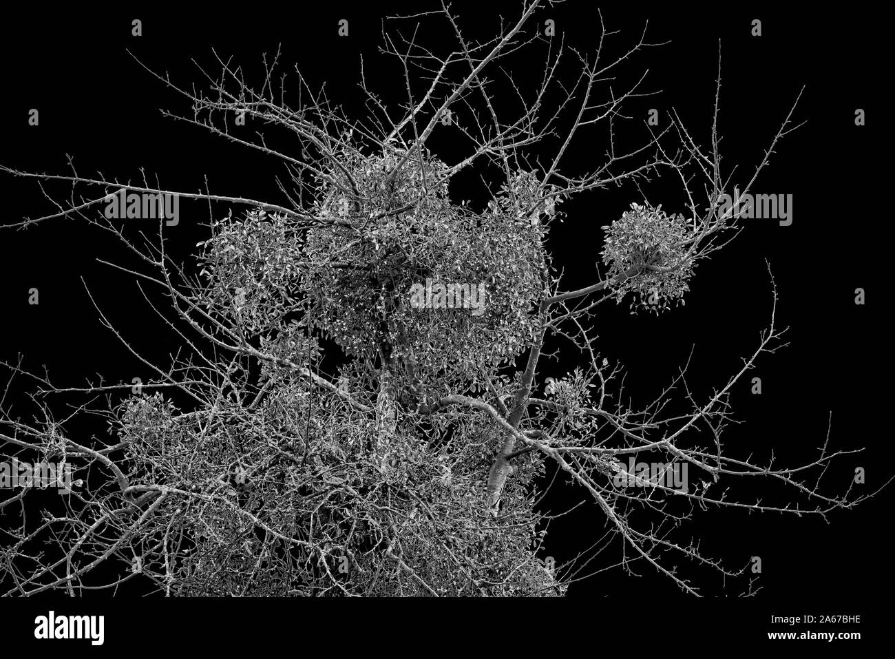 Tree leaf hanging on Black and White Stock Photos & Images - Alamy