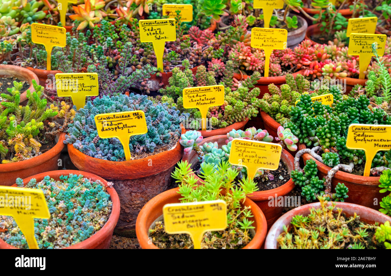 Beautiful view with variety of plants in pots and labels with their ...