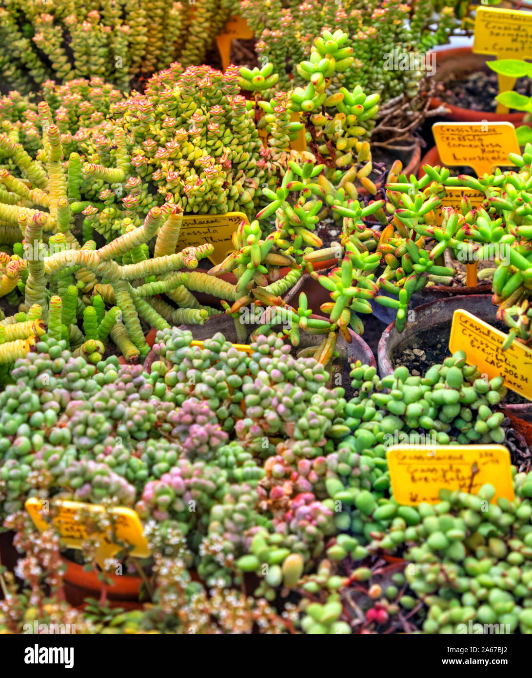 Beautiful view with variety of plants in pots and labels with their ...