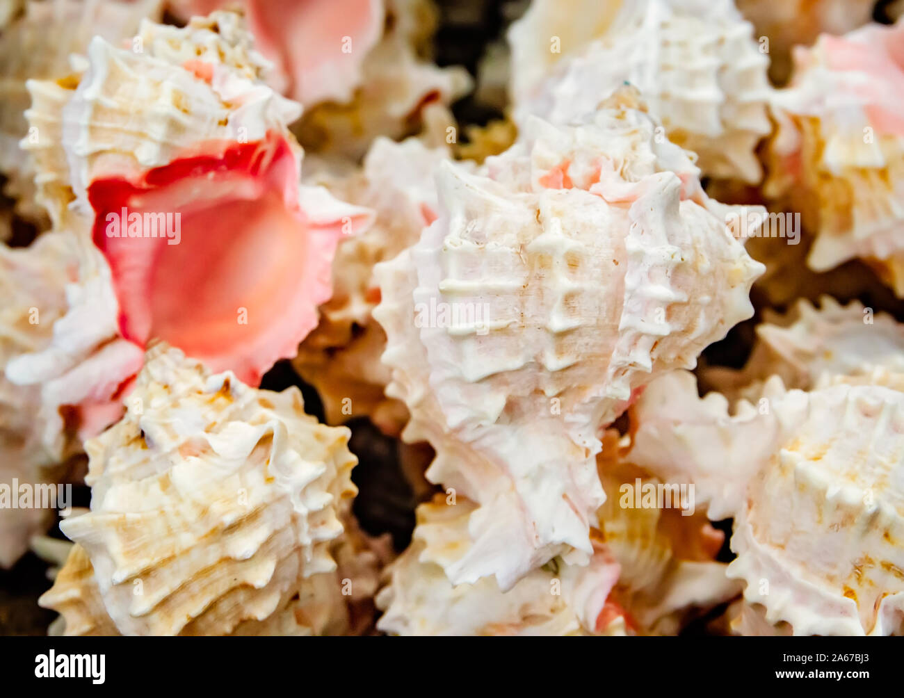 Murex snails hi-res stock photography and images - Alamy