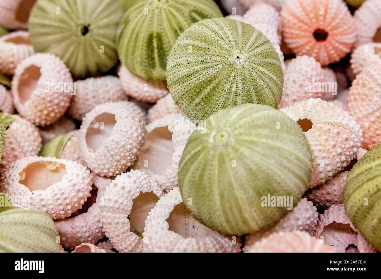 Pink and green sea urchins are sold in a basket at The Tin Shed, Oct. 6 ...