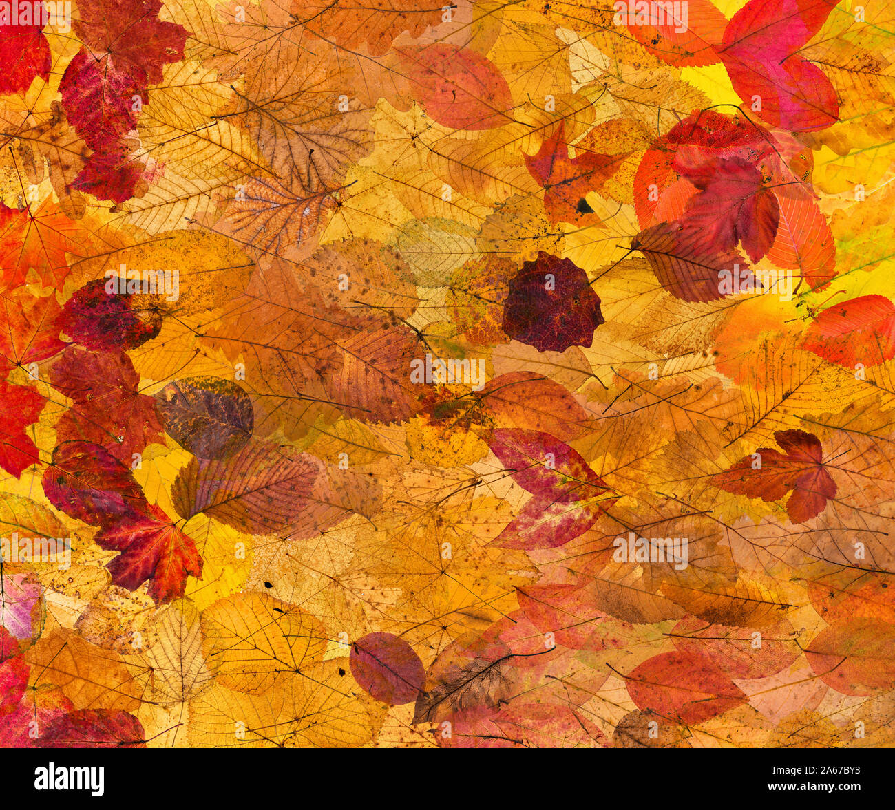 collage from many natural autumn leaves - background from fallen leaves ...