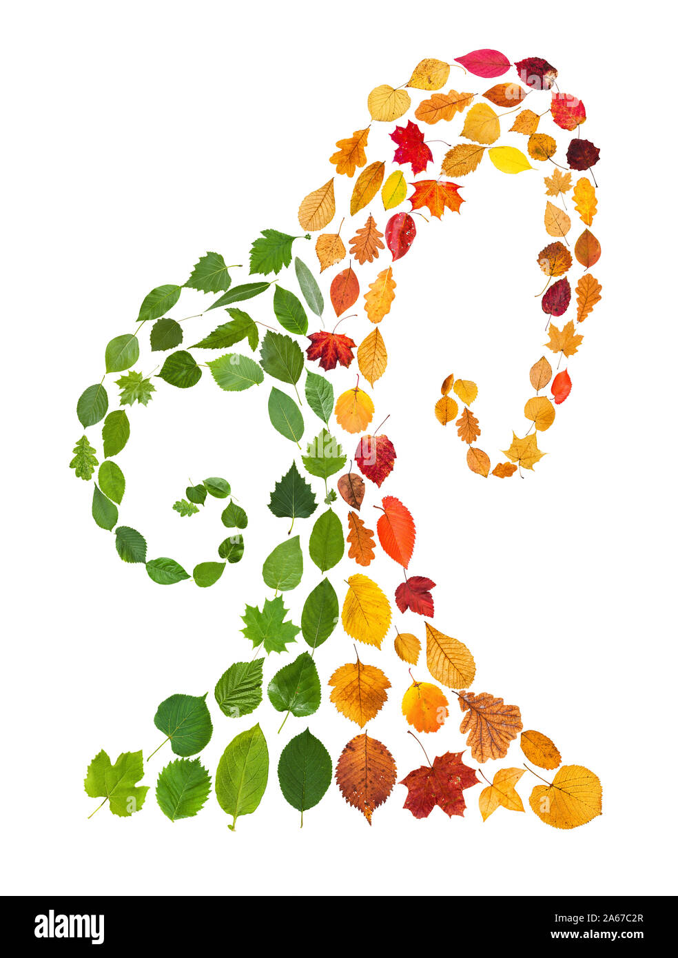 collage from many natural leaves - pattern from fallen leaves in the ...