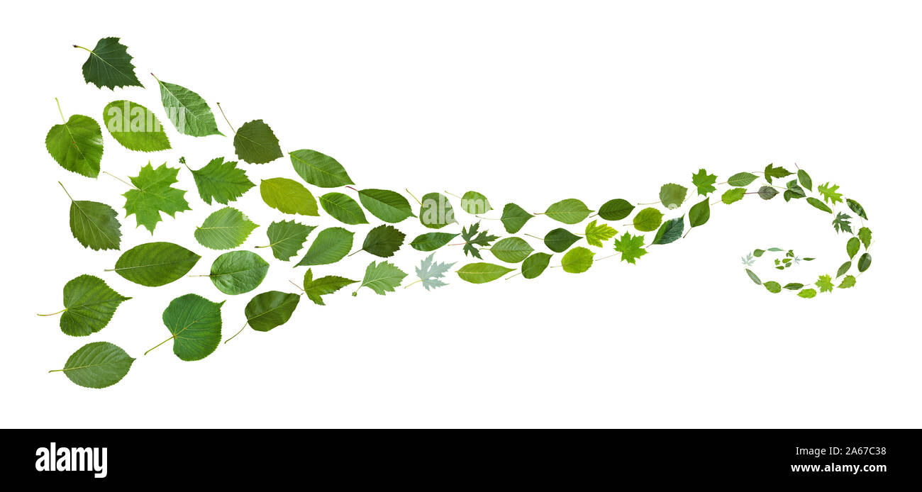 Spiral leaf pattern hi-res stock photography and images - Alamy