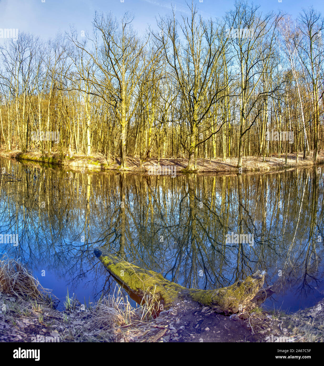 Mystic foggy swamp with dead tree Stock Photo - Alamy