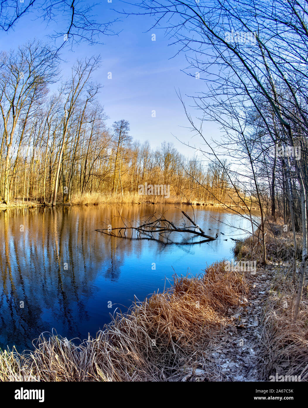 Mystic foggy swamp with dead tree Stock Photo - Alamy