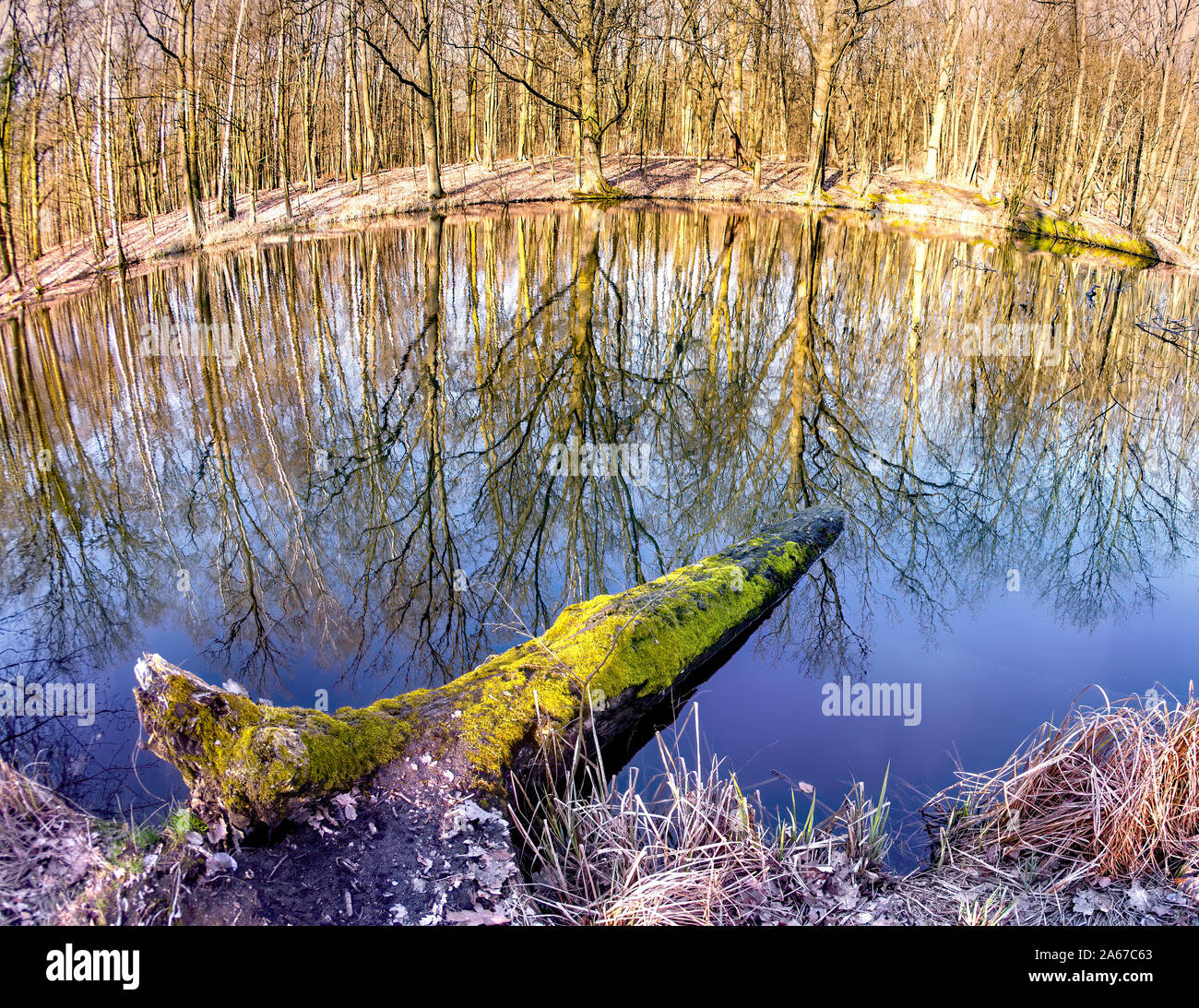 Mystic foggy swamp with dead tree Stock Photo - Alamy