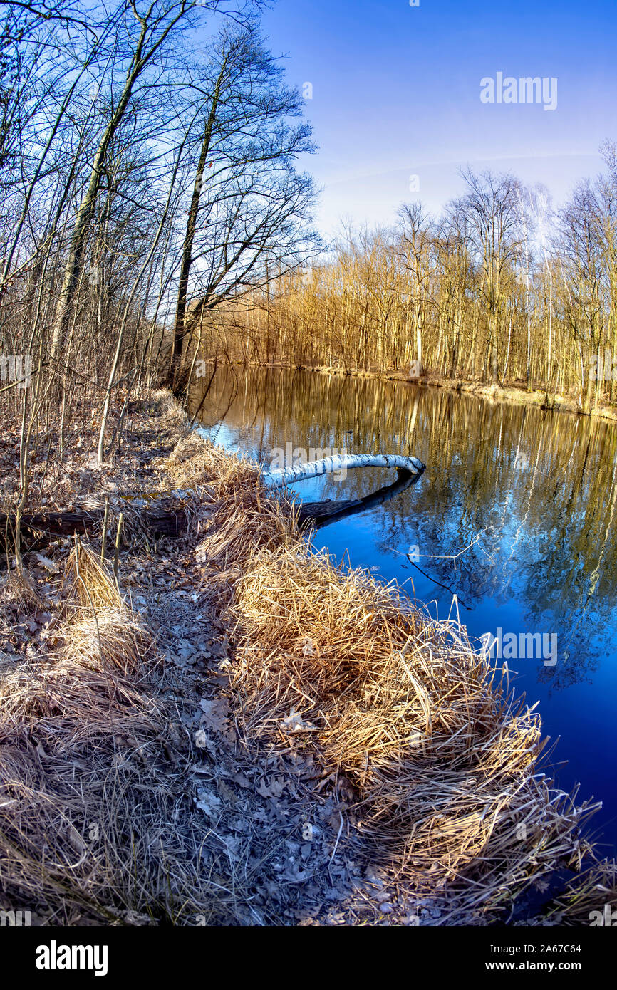 Swamp tree hi-res stock photography and images - Alamy