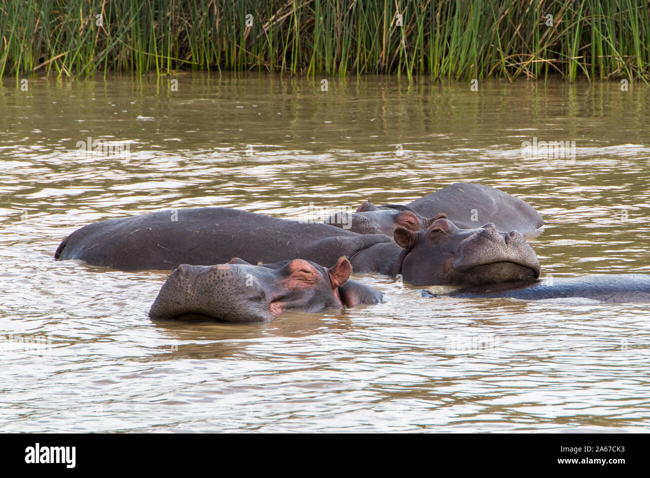 Sleeping hippopotamus hi-res stock photography and images - Alamy