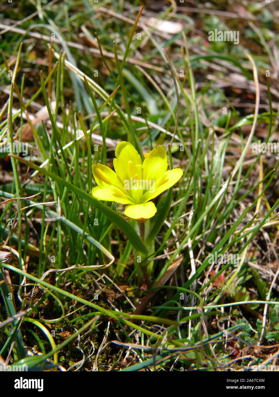 early star-of-Bethlehem, Radnor lily, Welsh Star-of-Bethlehem, Böhmen ...