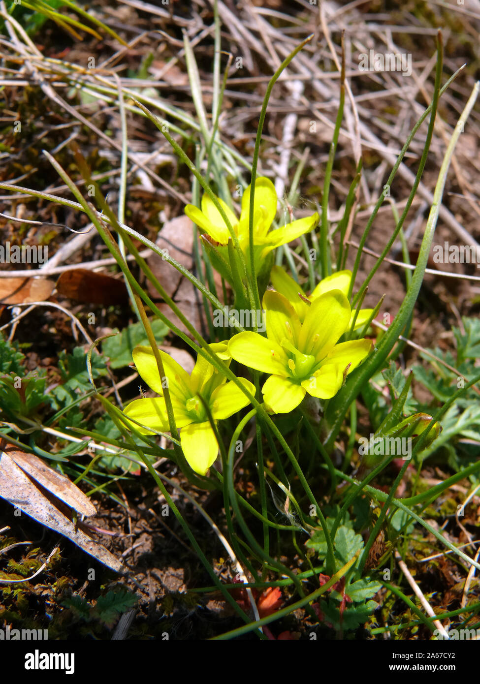 early star-of-Bethlehem, Radnor lily, Welsh Star-of-Bethlehem, Böhmen ...