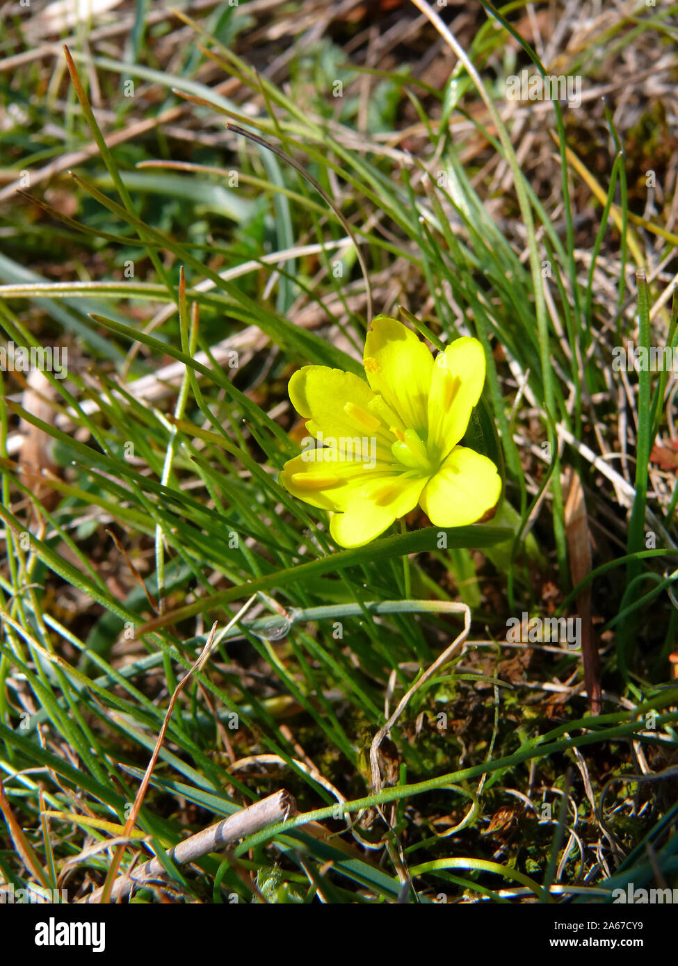 early star-of-Bethlehem, Radnor lily, Welsh Star-of-Bethlehem, Böhmen ...