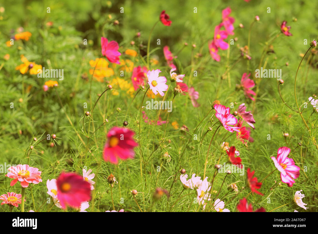Cosmo bouquet hi-res stock photography and images - Alamy