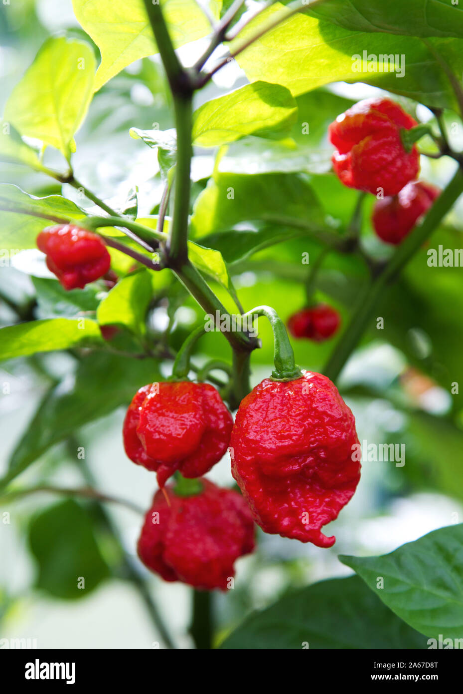 Chili carolina reaper in a greenhouse.Photo Jeppe Gustafsson Stock ...