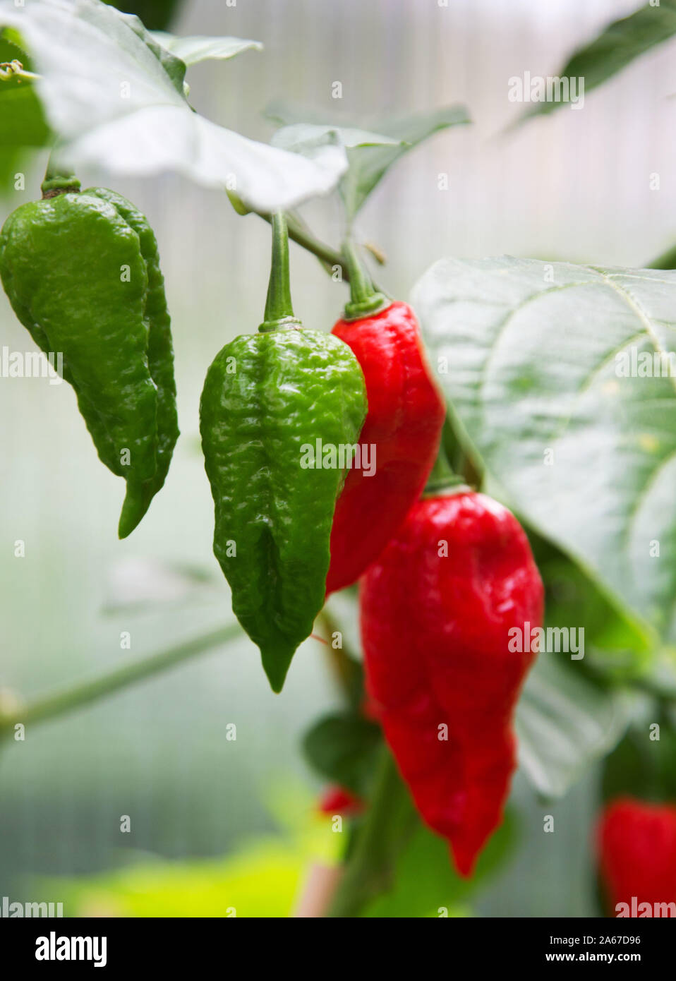 Dorset naga hi-res stock photography and images - Alamy