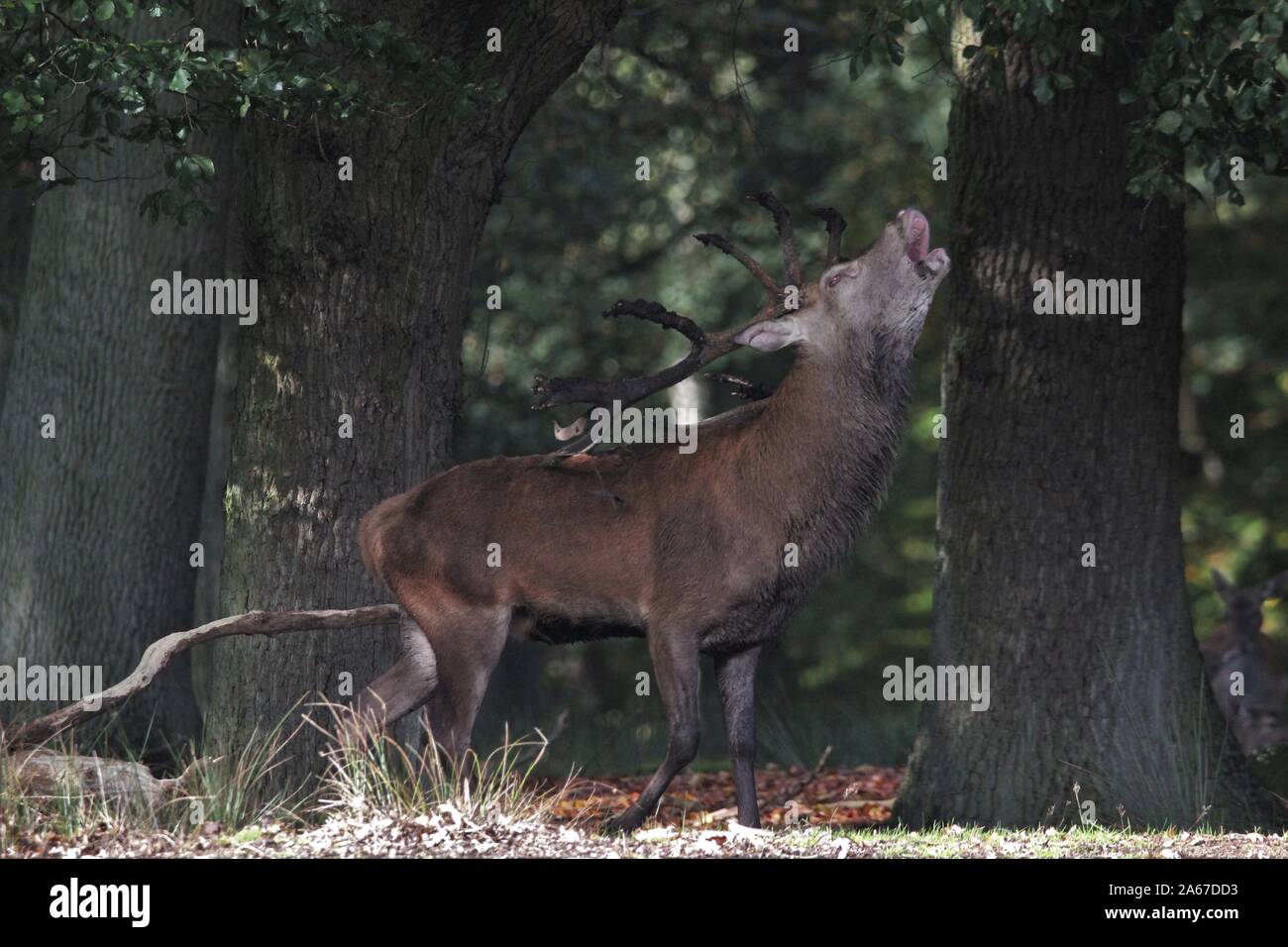 Old pointer hi-res stock photography and images - Alamy