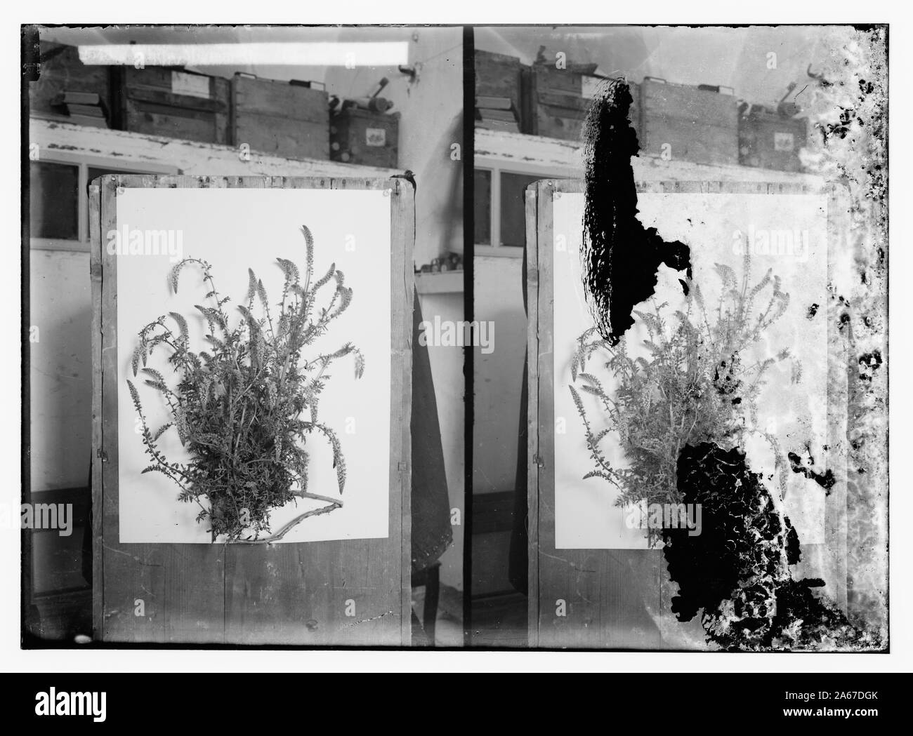 White Mignonette (Reseda alba L Stock Photo - Alamy