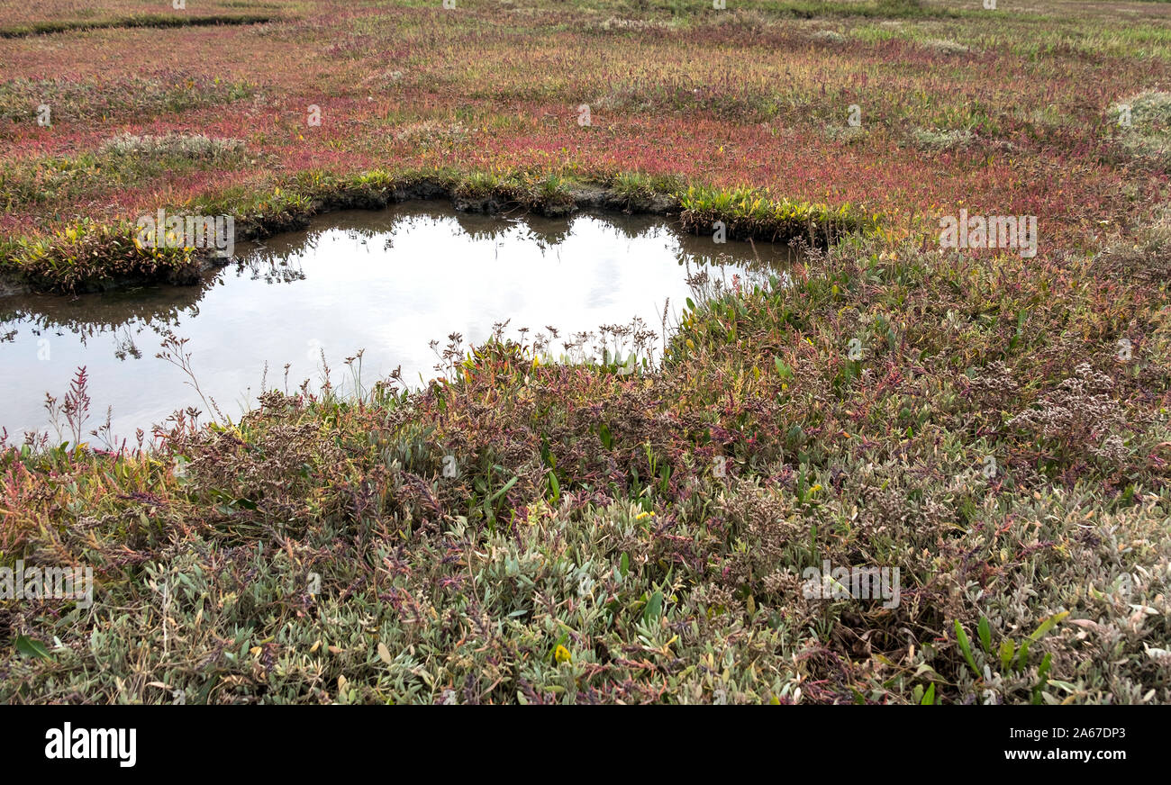 Marsh pool hi-res stock photography and images - Alamy