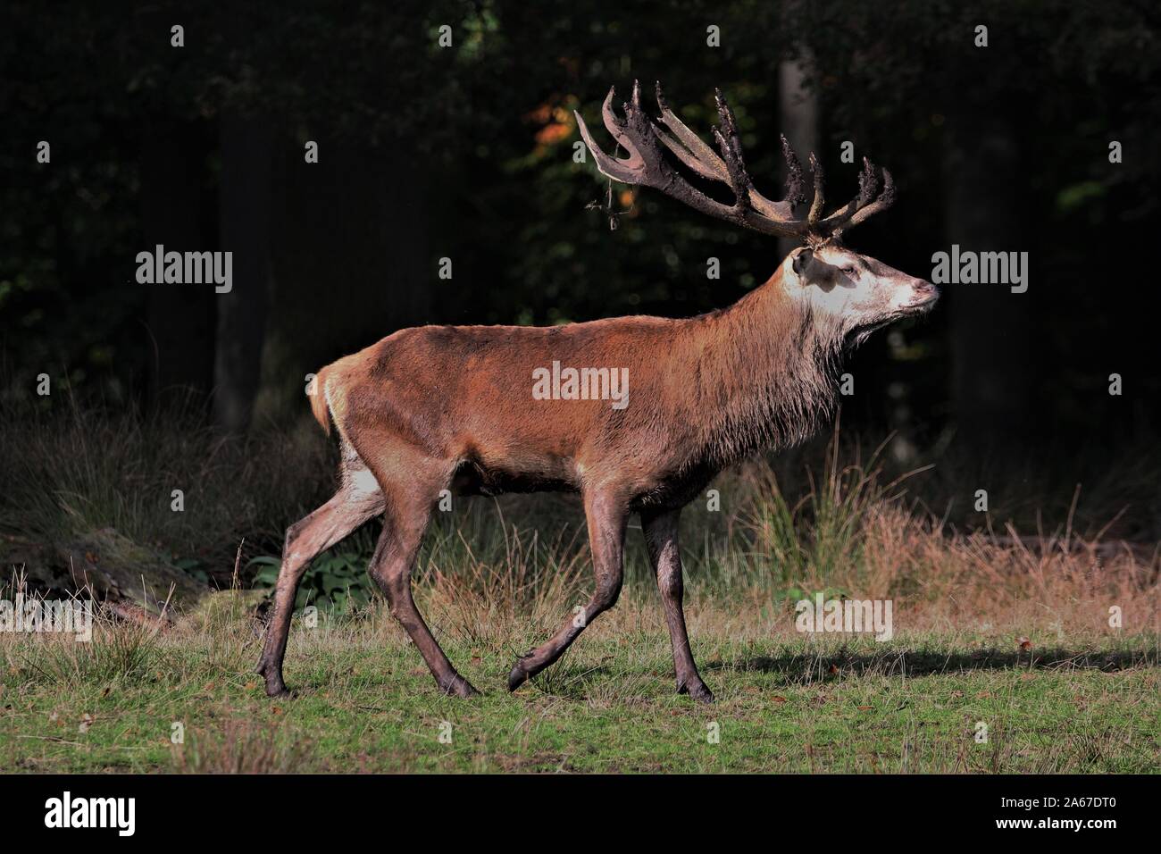 Twelve pointer hi-res stock photography and images - Alamy