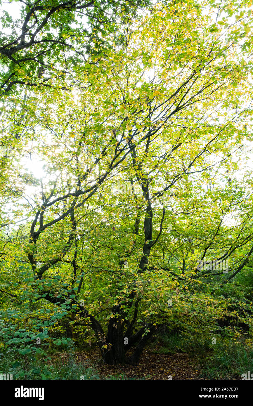 Hornbeam tree in early autumn in Howe Park Wood, Milton Keynes Stock ...