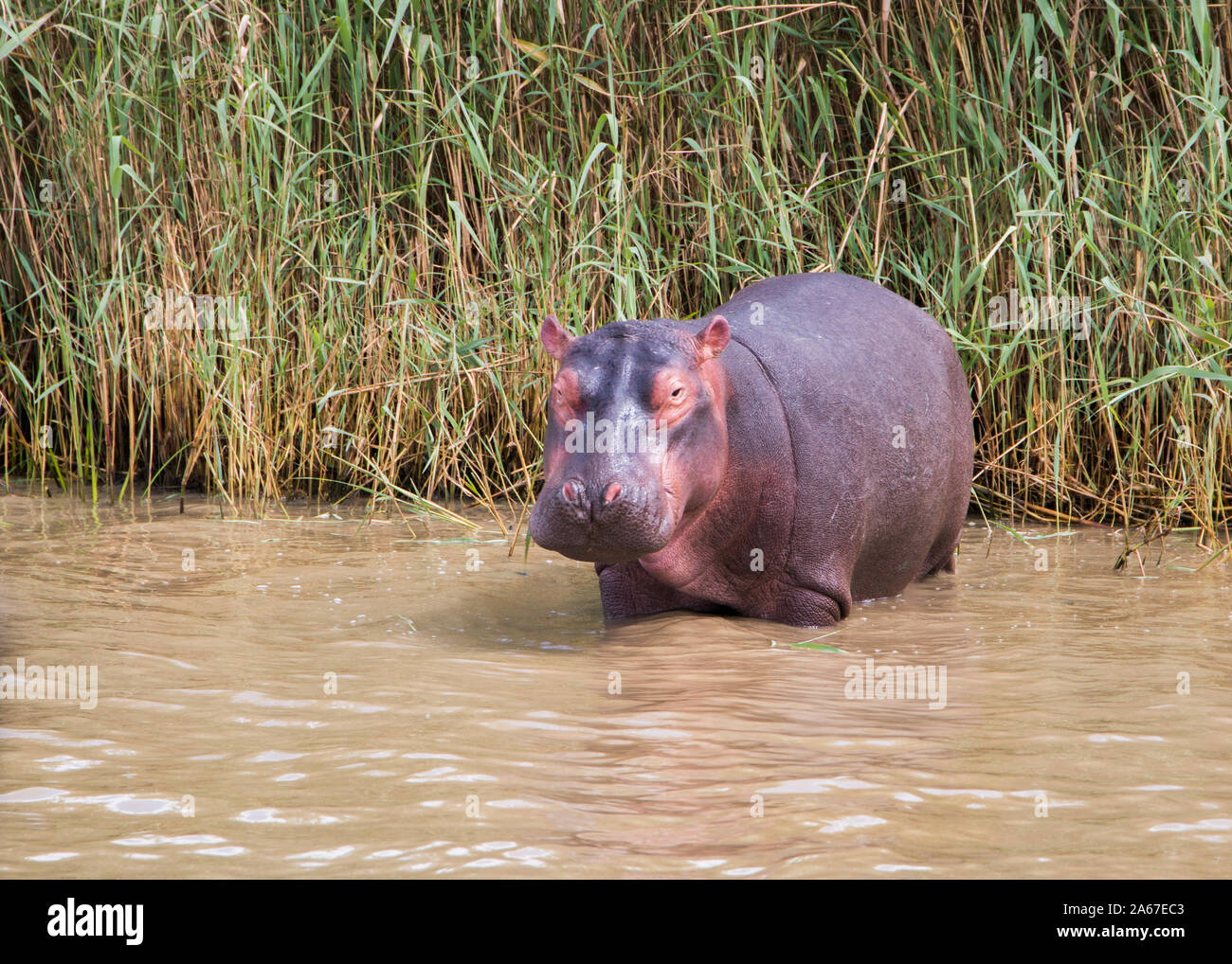 Young Hippopotamus standing in shallow water with it's body visible ...