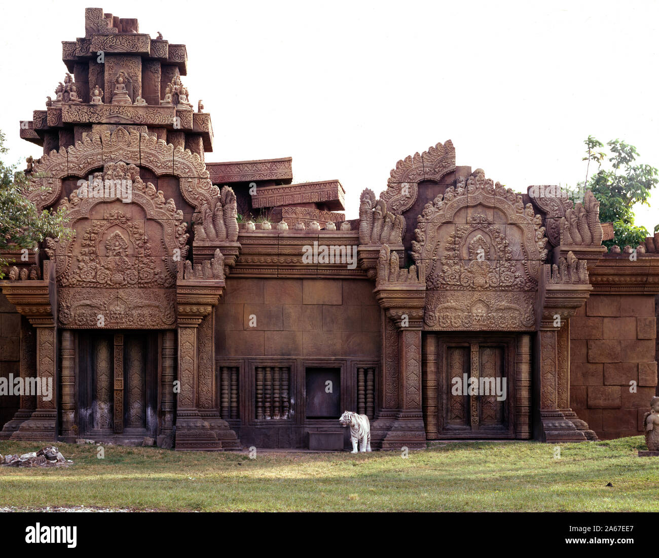 White tiger at the Miami Zoo, Miami, Florida Stock Photo - Alamy