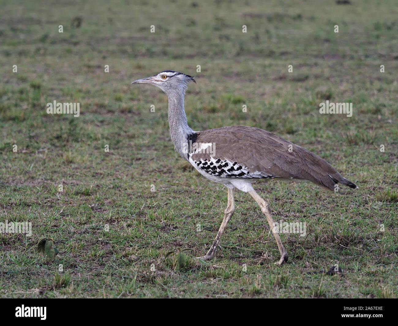 Kor single hi-res stock photography and images - Alamy