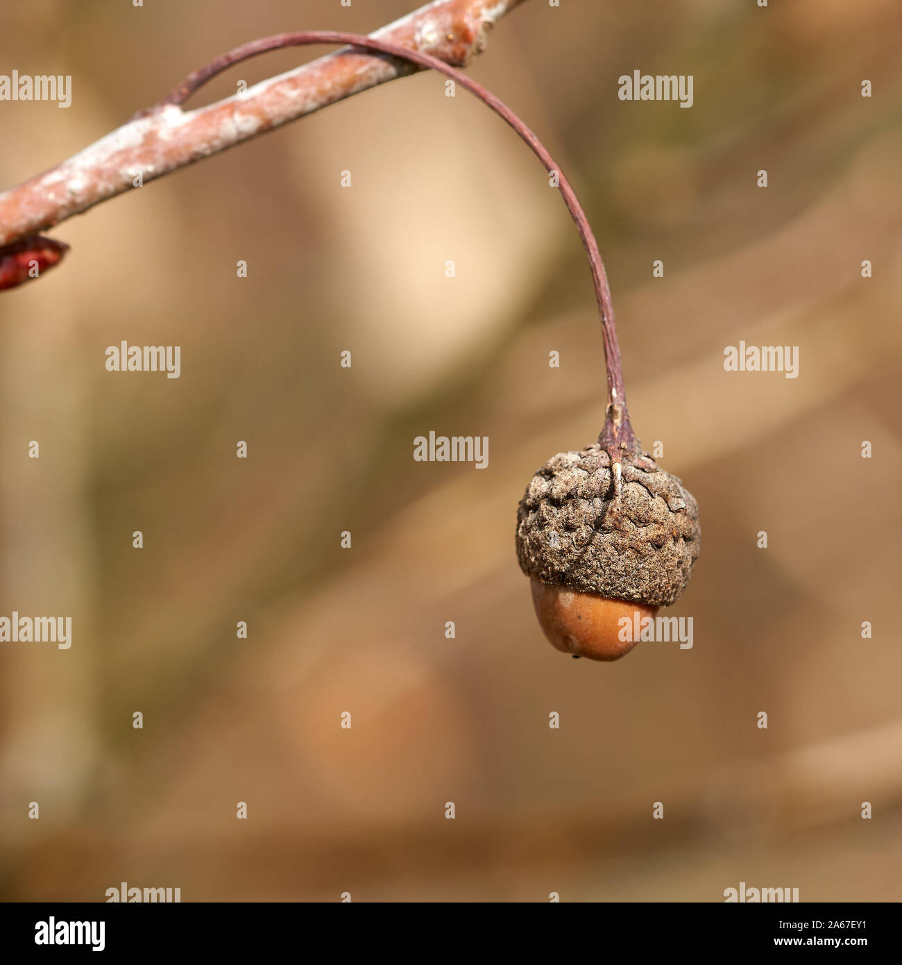 Acorn of a English oak (Quercus robur) on a branch in winter Stock ...