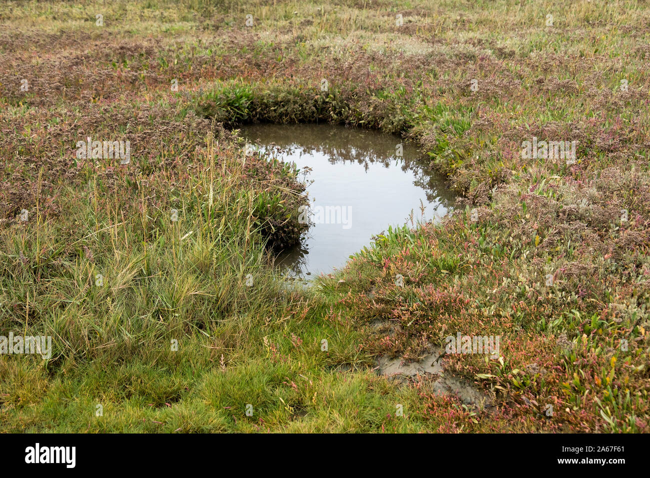 Salt marsh pool at low tide Stock Photo - Alamy