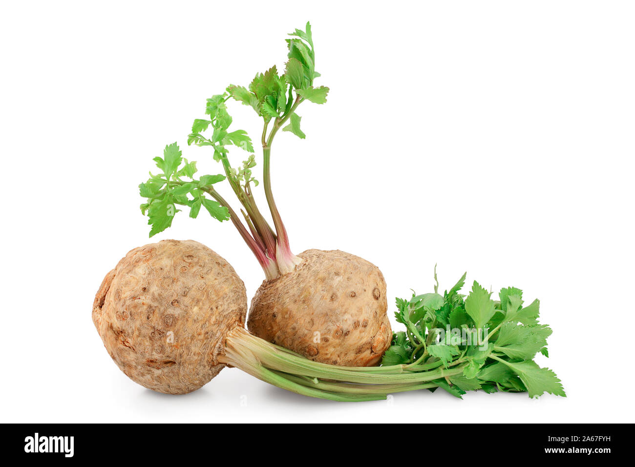 Fresh celery root with leaf isolated on white background Stock Photo ...